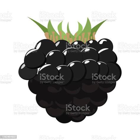 비문 다채로운 어두운 보라색 블랙 베리 베리 플랫 아이콘 신선한 유기농 베리 육즙이 잘 익은 과일 3차원 형태에 대한 스톡 벡터 아트 및 기타 이미지 Istock