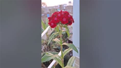 Beautiful Phlox Flowers Buke Flowers Gardening Garden Shorts Ytshorts Youtubeshorts Trending