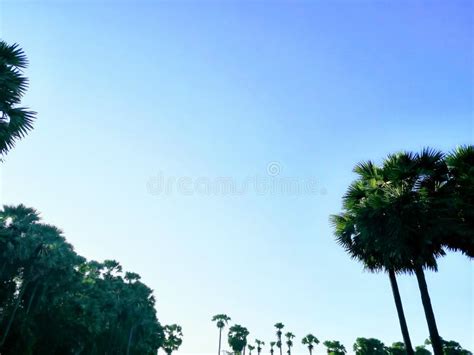 A Beautiful Photograph Of Plain Sky Stock Image Image Of Plant Grass