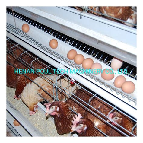 Large Scale Layer Automatic Chicken Breeding Equipment Chicken Cage