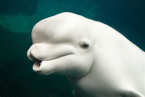 Beluga Caratteristiche Habitat E Comportamento