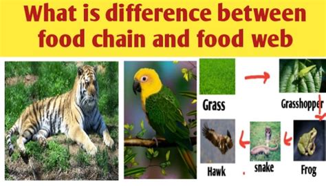 What Is Difference Between Food Chain And Food Web Biologysir