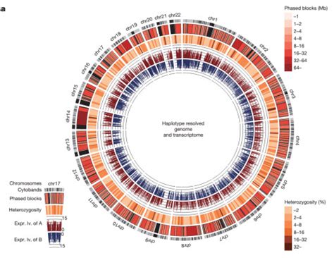 人类基因分布图谱 基因树 基因突变 第2页 大山谷图库