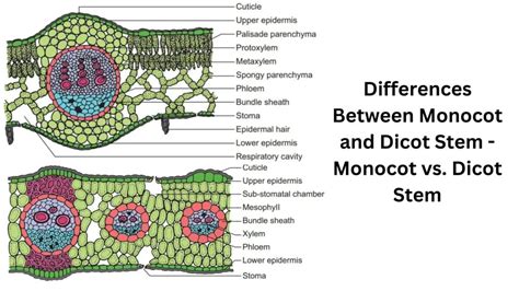 Difference Between Monocot And Dicot Leaves Monocot Vs Dicot Leaves