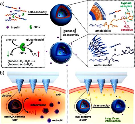Schematic Of Glucose Responsive Insulin Delivery System Hypoxia And