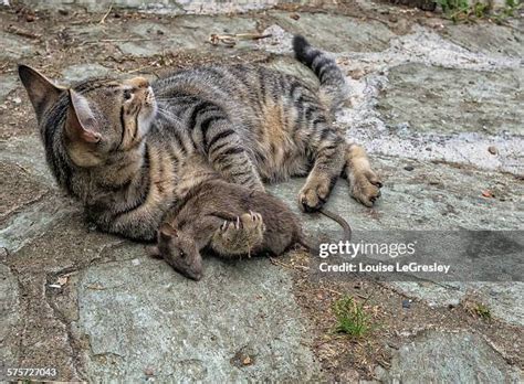 Cat Mouse Game Photos And Premium High Res Pictures Getty Images