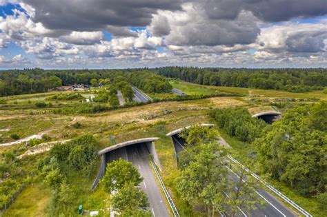 How Wildlife Crossings Could Help Some Of Americas Most Iconic