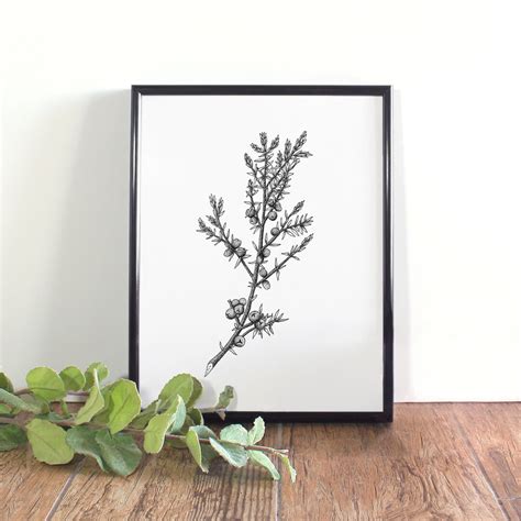 Juniper Botanical Illustration Botanical Wall Art Black And White