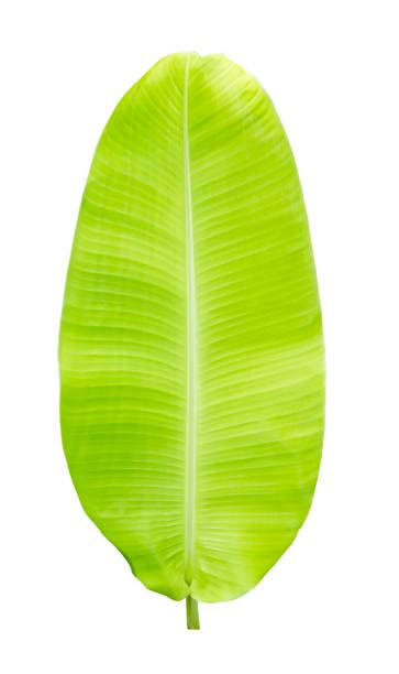 バナナ 葉のストックフォト Istock
