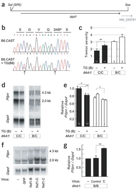 Transgenic Complementation Of Mvb1a The Genomic Transgene Contains Download Scientific