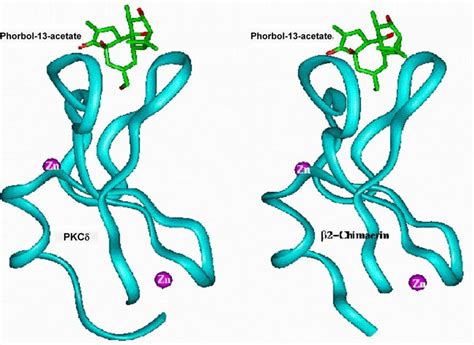 5 Structures Of Cysteine Rich Domains C1 Domains From Pkcδ And