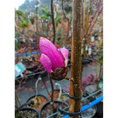 Magnolia 'Cleopatra'