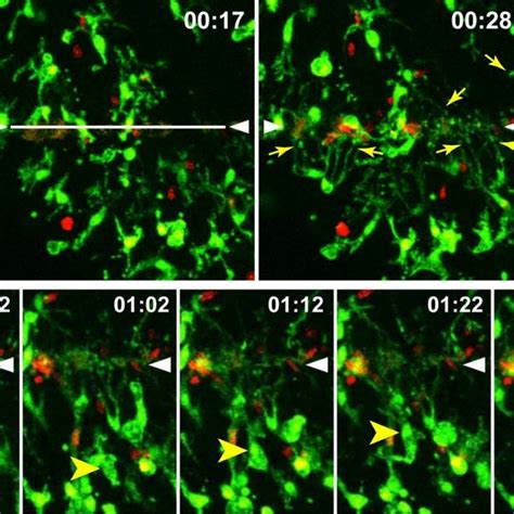 Time Lapse Multiphoton Imaging Sequences Showing Rapid Mobilization Of