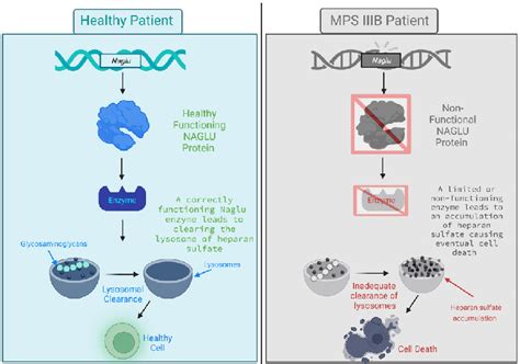 Mps Iiib Etiology Explained Describing How The Disease Develops From Download Scientific