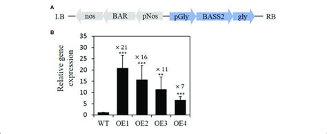 Expression Levels Of The Pyruvate Transporter Bass2 In The