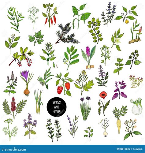 Hand Drawn Set Of Culinary Herbs And Spices Stock Vector Illustration