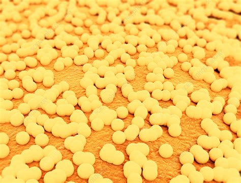 Staphylococcus Stock Image F0178071 Science Photo Library