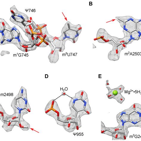 Cryo Em Density Map Allows Modeling Of Rrna Modifications Of The E Download Scientific Diagram