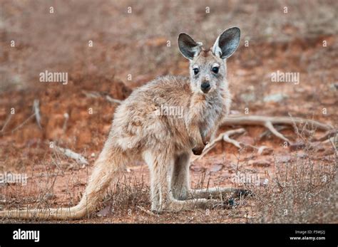 Joey Kangaroo