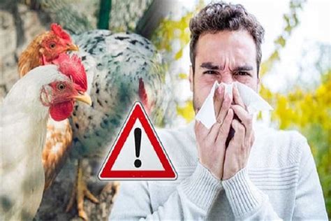 طرق انتقال عدوى إنفلونزا الطيور هل الهواء منها؟ دراسة توضح المصري