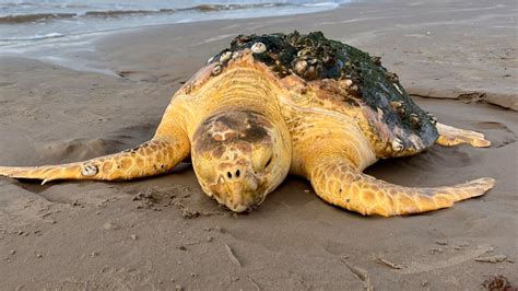 What Does A Loggerhead Sea Turtle Look Like