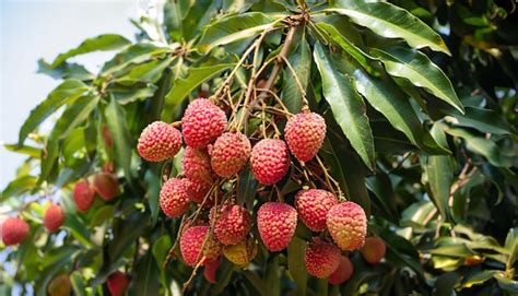 Premium Photo Lychee Tree Full Of Lychee Fruit