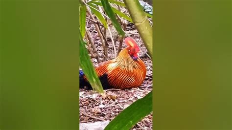 වලි කුකුලා ශ්‍රීලංකාවේ ජාතික පක්ෂියා Junglefowl National Bird Of