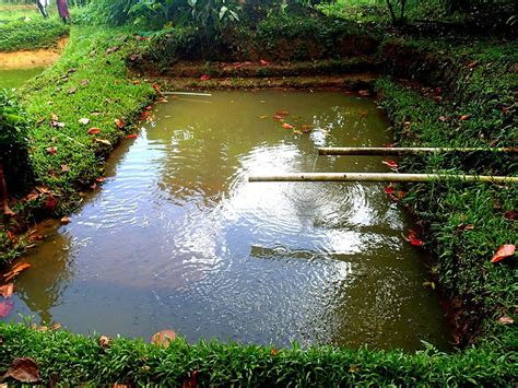 Fish Farming Pond Design