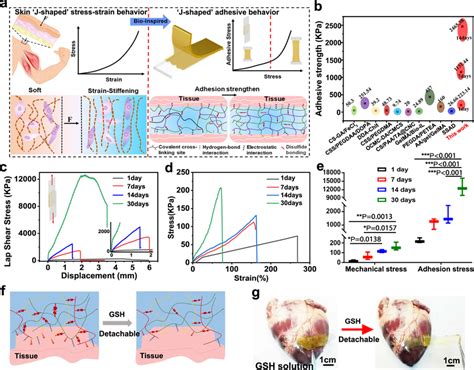 Insight Into Developing Cpamc Superglue Mimicking From Skin