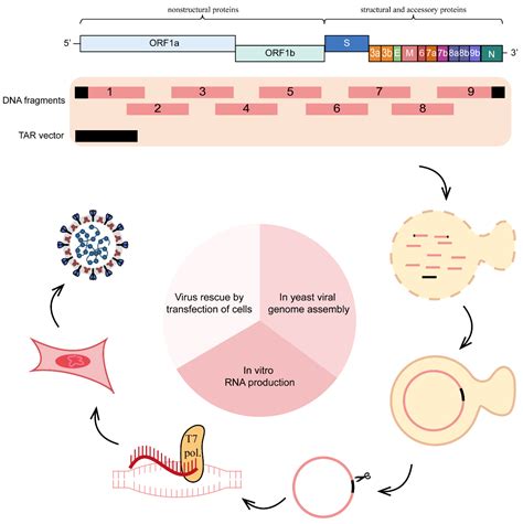 Viruses Free Full Text Reverse Genetics Systems For Emerging And Re