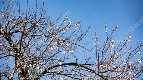 Blossom Spring Peach Spray Powerpoint Background For Free Download
