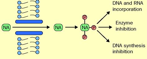 Nucleoside
