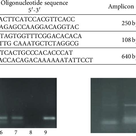 Primer Sequence And Size Of The Amplicon Download Scientific Diagram