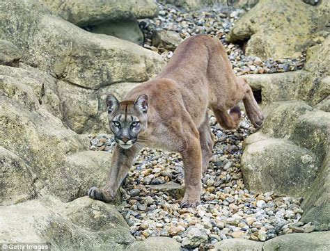 Pictured The 32 Year Old Biker Who Was Killed By A Starving Cougar