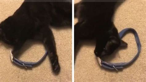 Il Gatto Dal Cuore Spezzato Riscopre Un Profumo Che Credeva Di Aver Del