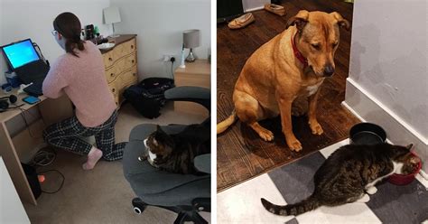 16 бесцеремонных котов которые считают что все что есть в доме принадлежит им и только им