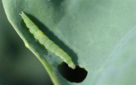 Managing The Diamondback Moth Effective Pest Control Strategies
