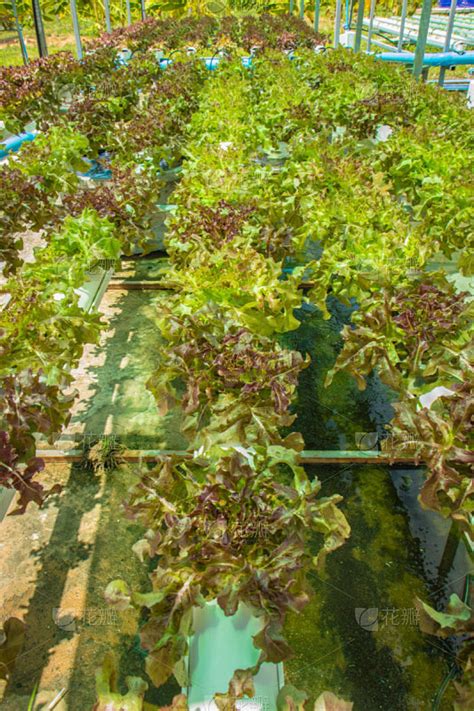 水培法 蔬菜 有机食品 农场 园艺 光合作用 秧苗 温室 走廊 垂直画幅