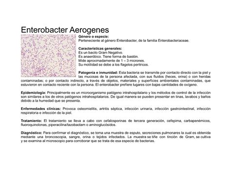 Enterobacter Aerogenes Enterobacter Aerogenes Género O Especie