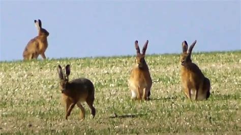 Hare Shooting Thrilling Driven Hunts