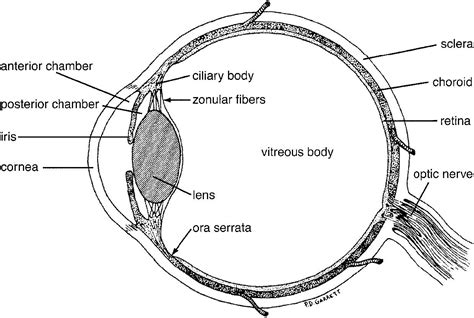 Eye Aesthesiology Anjani Mishra