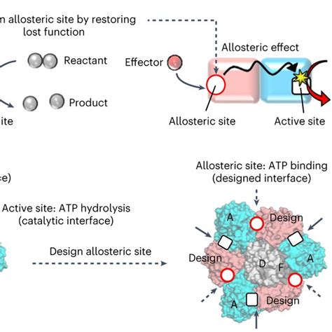 Strategy For Designing Allosteric Sites In Protein Complexes A