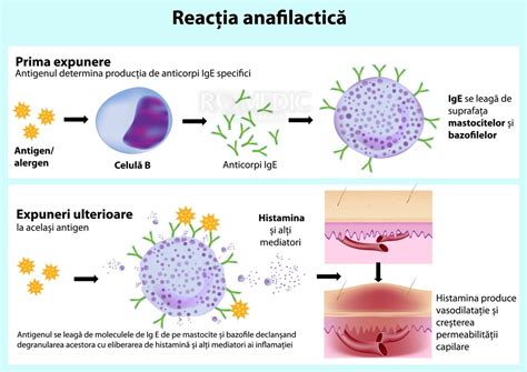 Reactia Alergica