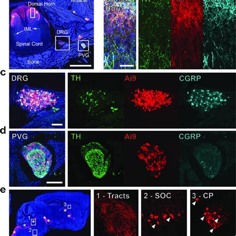 Nav1 8 Cre Traces To Sensory Neurons A Subpopulation Of Postganglionic