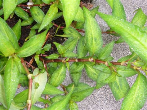 Вьетнамский кориандр (Persicaria odorata) - купить многолетники с ...