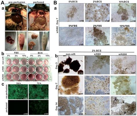 Establishment Of The 3 Dimensional Mouse Liver Microsphere Tissue
