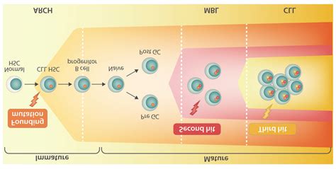 Hypothetical Model Of Evolution From Age Related Clonal Hematopoiesis