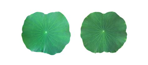Lily Pads Pngs For Free Download