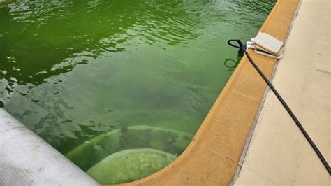 The Origin Of Green Algae In Swimming Pools Unveiling The Culprit Pool Pro Answers
