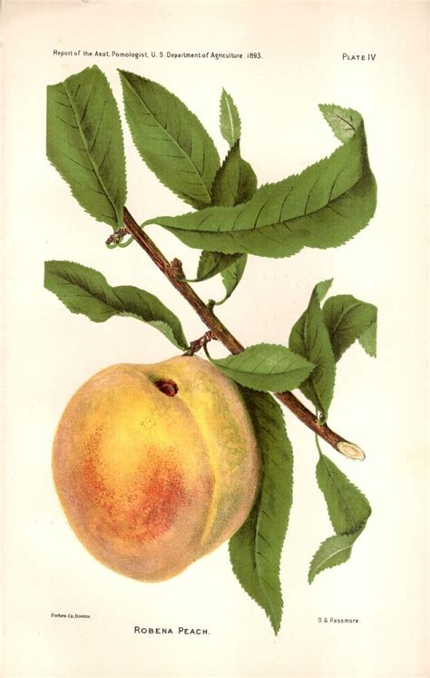 Secretary Of Agriculture 1893 Robena Peach Ebay